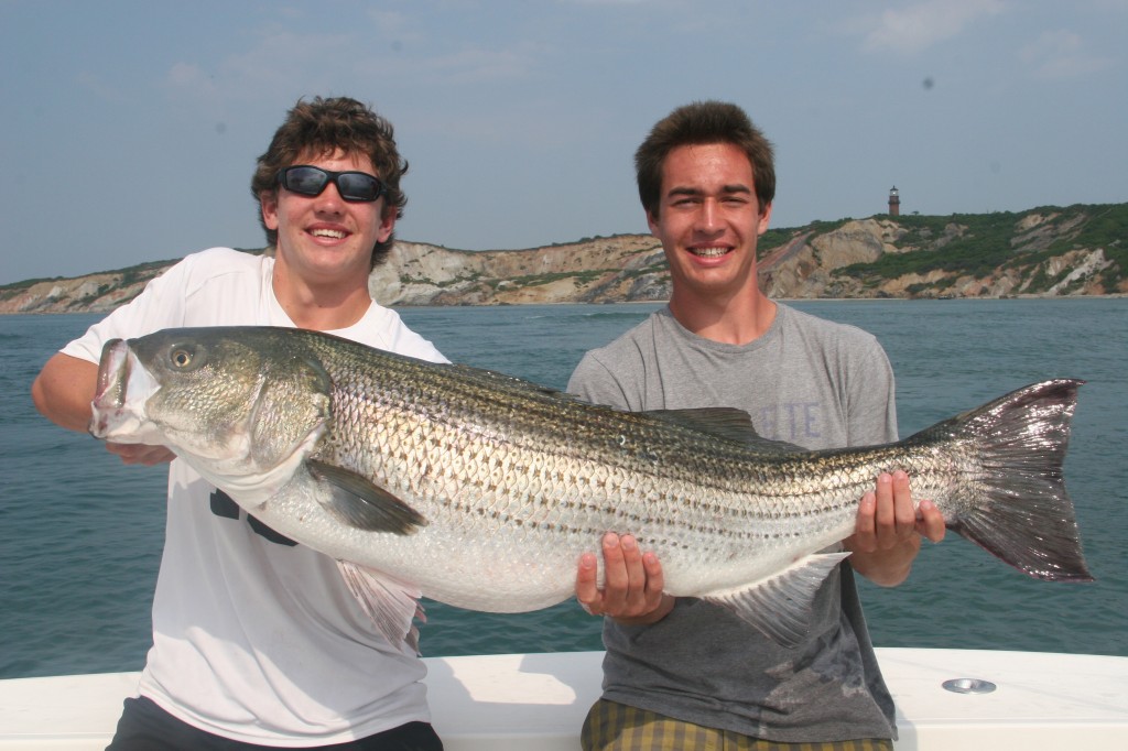 2015 Striped Bass fishing season on Falmouth, Cape Cod - Hairball Charters